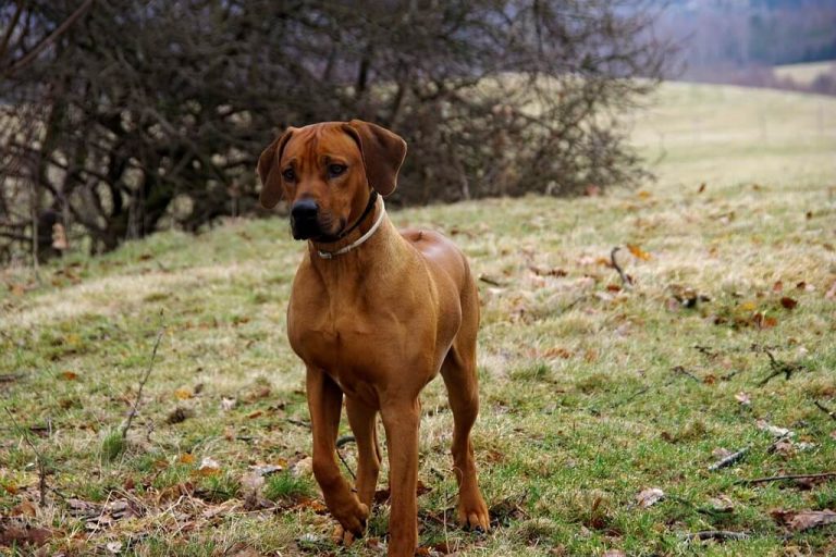 Rhodesian Ridgeback Dog Breed Information and Facts