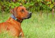 Rhodesian Ridgeback Dog Breed Information and Facts