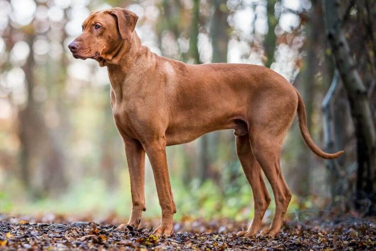 Rhodesian Ridgeback Dog Breed Information and Facts