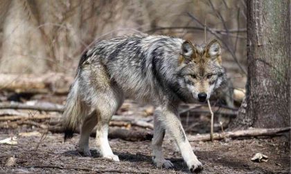 10 Interesting Wolf Facts You've Probably Never Heard Of
