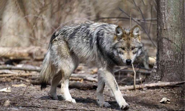 10 Interesting Wolf Facts You've Probably Never Heard Of