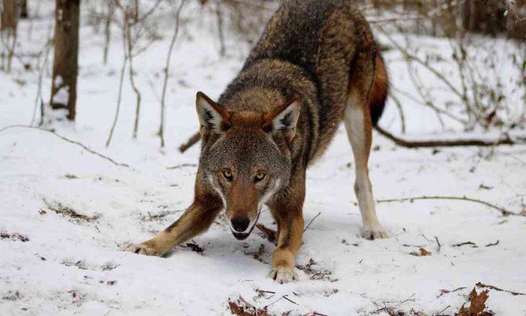 10 Interesting Wolf Facts You've Probably Never Heard Of