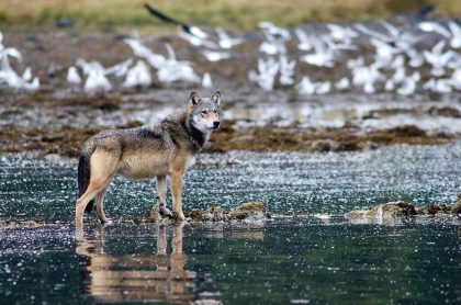 10 Interesting Wolf Facts You've Probably Never Heard Of