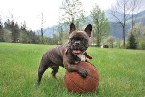 Frenchie Fluffy is adaptable and easy to train – this is probably the ...