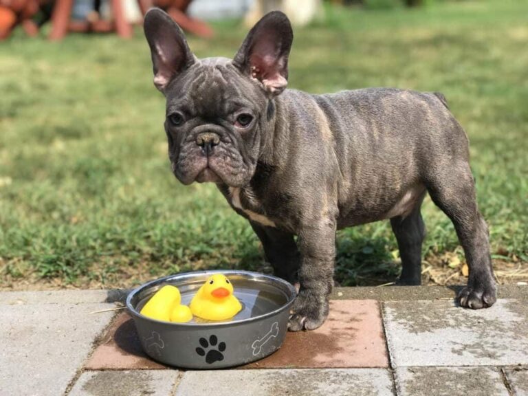 What should you feed a Fluffy Frenchie?