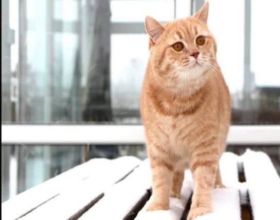 10 Orange Cat Breed (With Interesting Facts & Pictures)