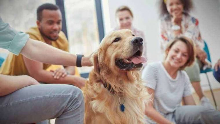 Pet Parents Guide: Raising Happy and Healthy Pets