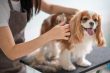 Pet Parents Guide: Raising Happy and Healthy Pets