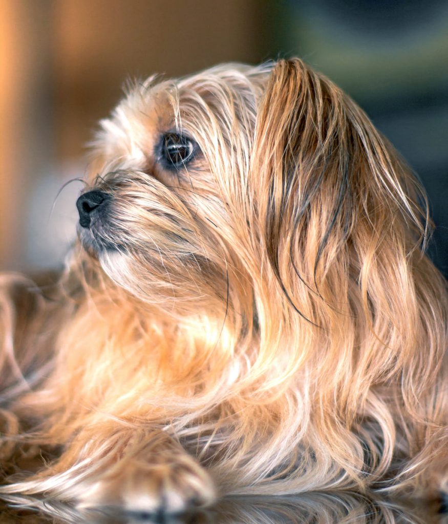 What Is a Shorkie: A Brief Guide on the Shih Tzu Yorkie Mix
