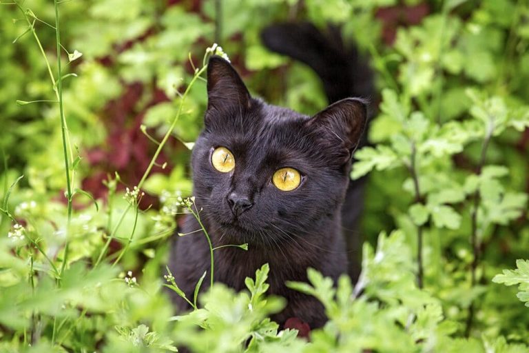 10 Flat Face Cat Breeds in 2023 That You Must Know