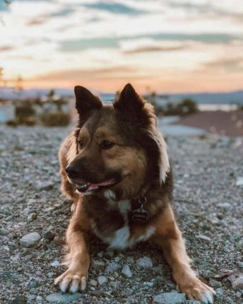 German Shepherd Border Collie Mix Characteristics & Facts