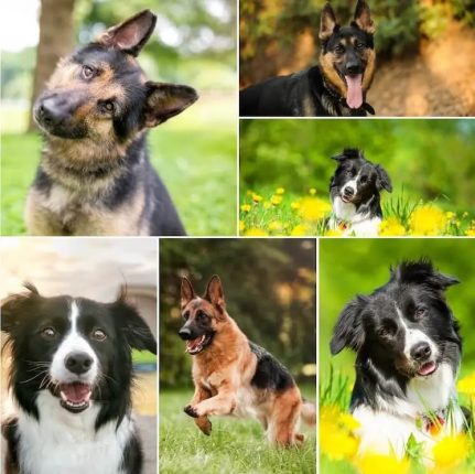 German Shepherd Border Collie Mix Characteristics & Facts