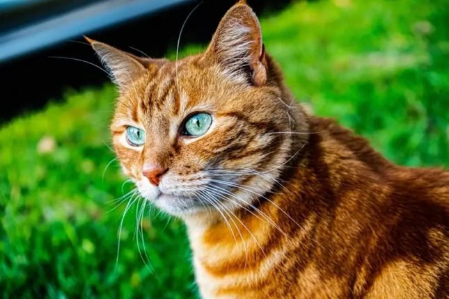 Orange Tabby Cat: Health, Facts, Types, Cost, Origin