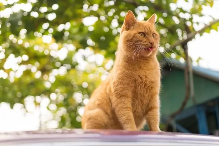 Orange Tabby Cat: Health, Facts, Types, Cost, Origin
