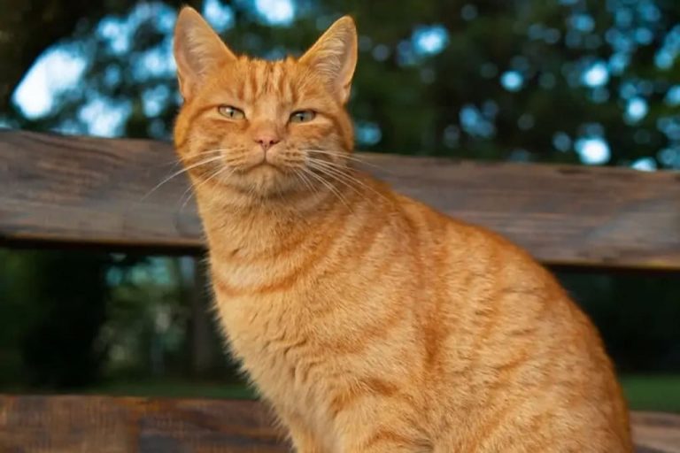 Orange Tabby Cat: Health, Facts, Types, Cost, Origin