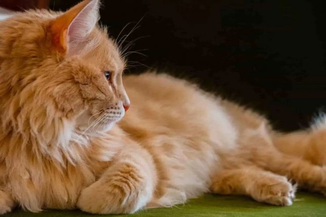 Orange Tabby Cat: Health, Facts, Types, Cost, Origin
