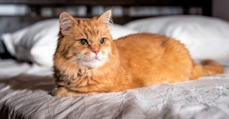Orange Tabby Cat: Health, Facts, Types, Cost, Origin