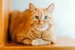 Orange Tabby Cat: Health, Facts, Types, Cost, Origin