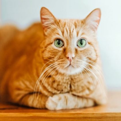 Orange Tabby Cat: Health, Facts, Types, Cost, Origin