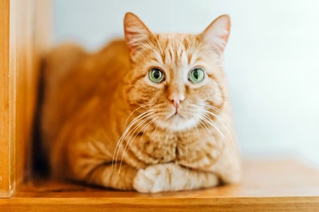 Orange Tabby Cat: Health, Facts, Types, Cost, Origin | Pets Nurturing