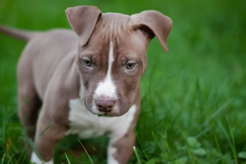 Red Nose Pitbull: Facts, Characteristics, Info | Pets Nurturing