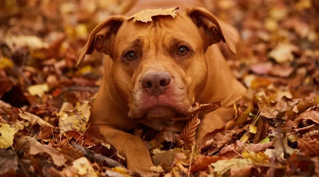 Red Nose Pitbull: Facts, Characteristics, Info | Pets Nurturing