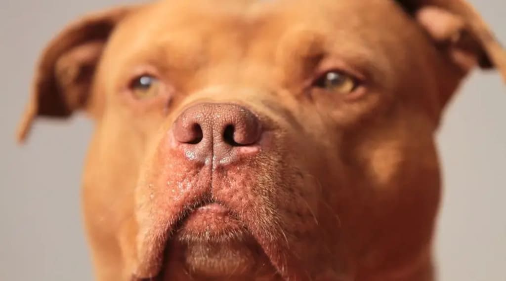 Red Nose Pitbull: Facts, Characteristics, Info | Pets Nurturing