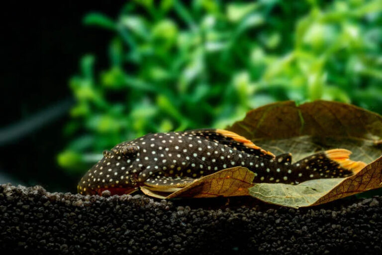 20 Best Algae Eater Fish That You'll Love