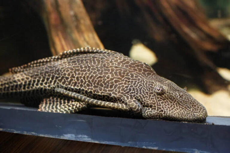 20 Best Algae Eater Fish That You'll Love