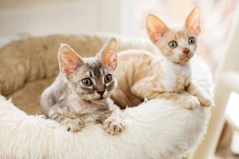 Cornish Rex Cat Breed Overview