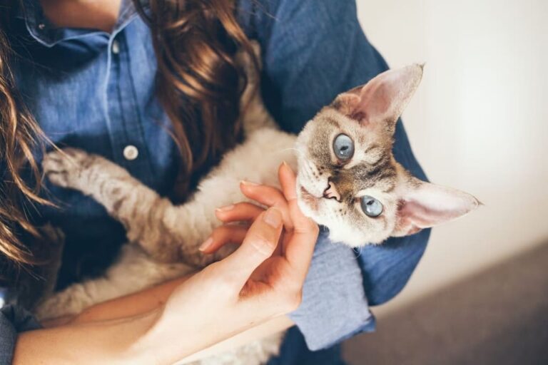 Devon Rex Cat Breed Overview