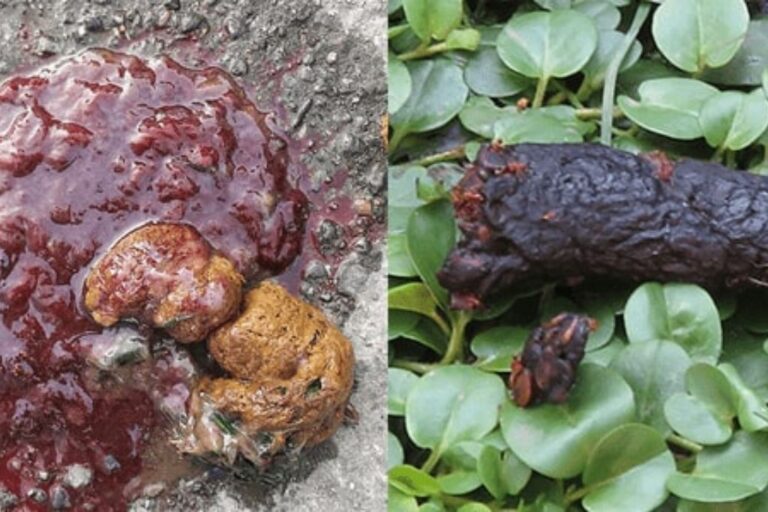Many people have a question why is my dog pooping blood? Here, we will ...