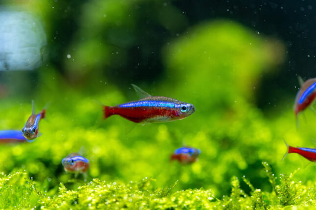 Fish