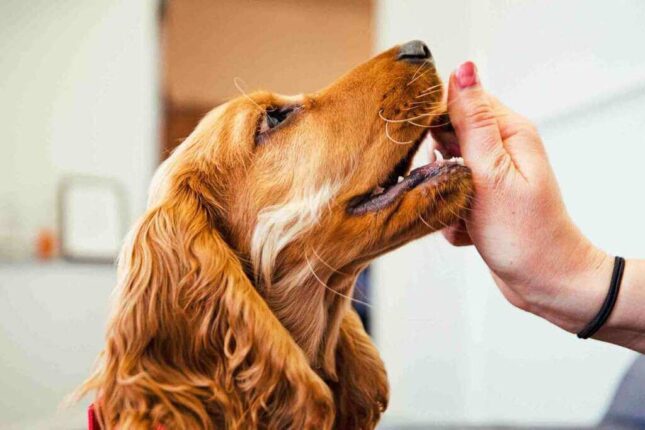 If your dog is in pain, then before consulting the dog, you can even ...