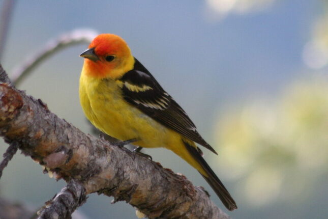 Most of the time, Western tanagers have been seen in a bright yellow ...