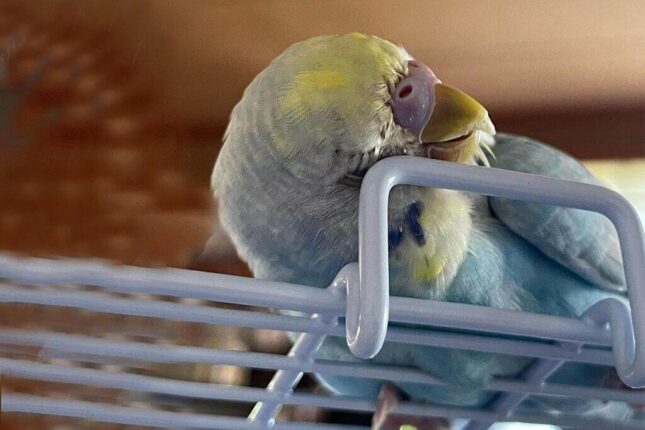 Why Did My Budgie Die Overnight? Causes and Preventions | Pets Nurturing