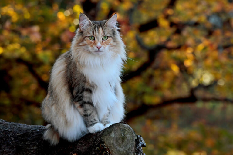 How long do Norwegian Forest Cats live?