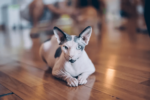 Sphynx Cat Breed Overview