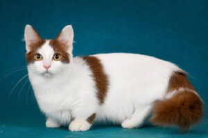 How much does a munchkin cat cost?