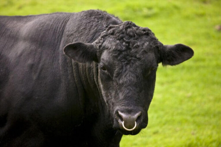 6. Septum Nose Rings For Cows