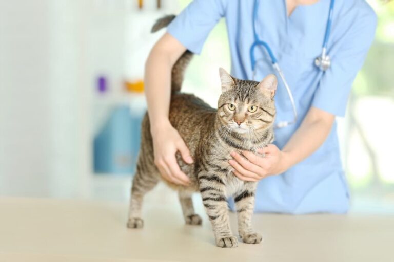 Beyond the physical symptoms, cats with IBS might exhibit certain ...