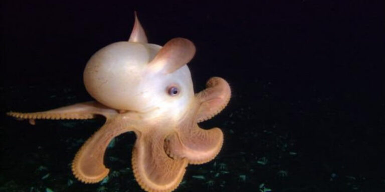Scientific Name: Grimpoteuthis spp.
