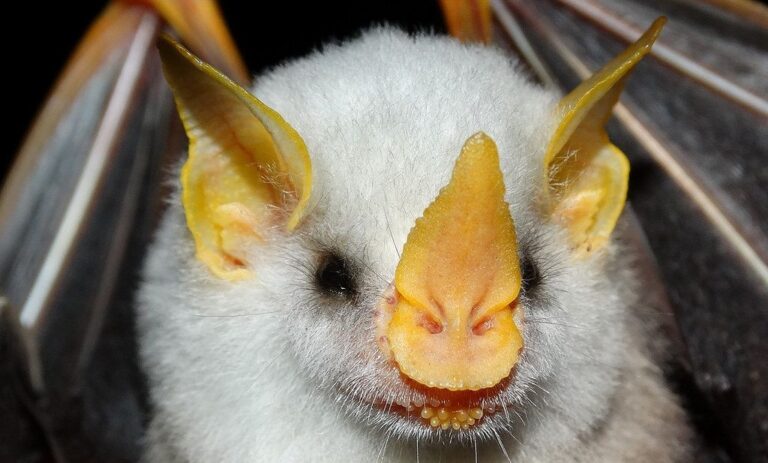 Scientific Name: Ectophylla alba
