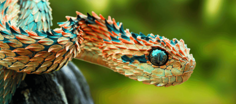 Scientific name: Atheris hispida Category: Reptilia Size: 23 – 29 ...