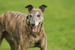 Last but not least is the brindle Greyhound. Known for their speed ...