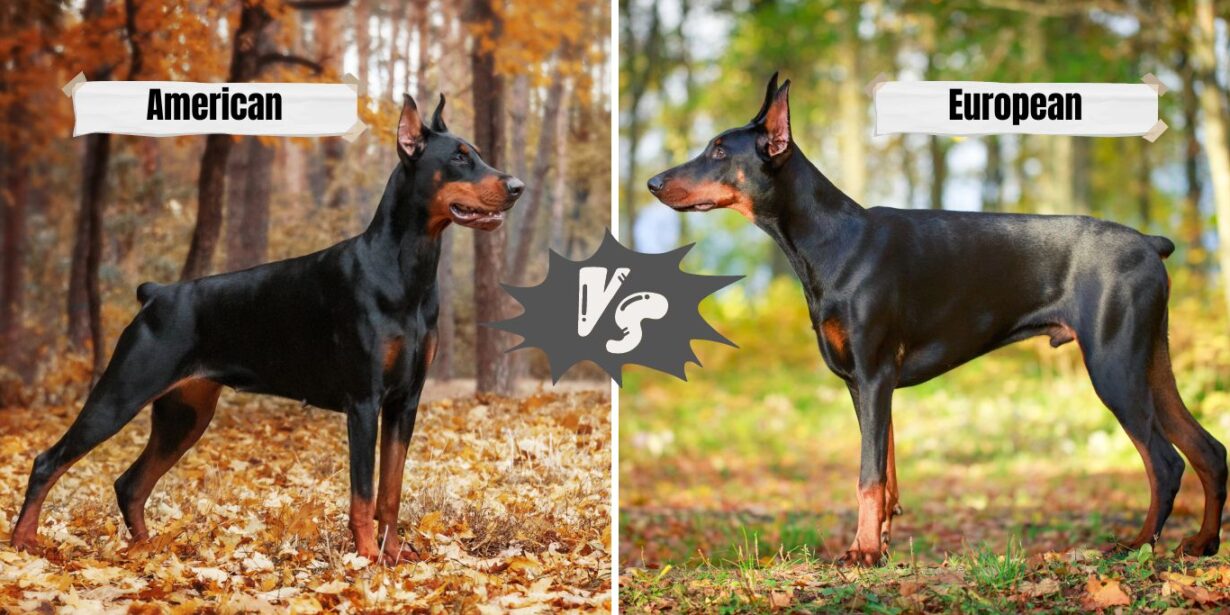 The color difference between the breeds is extremely difficult to ...