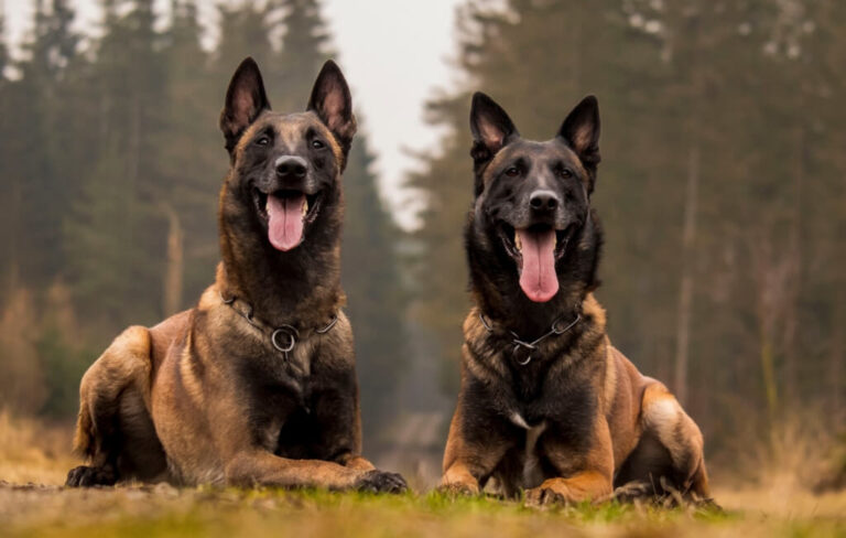 Belgian Malinois has a short and dense coat available in a wide range ...