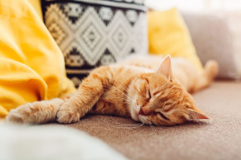 Kneading is a typical feline behavior where cats use their paws to push ...