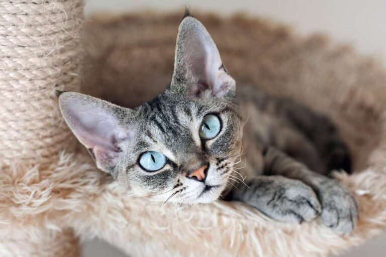 What is a Devon Rex cat?