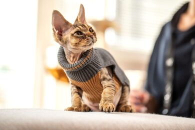 Are Devon Rex healthy breeds?